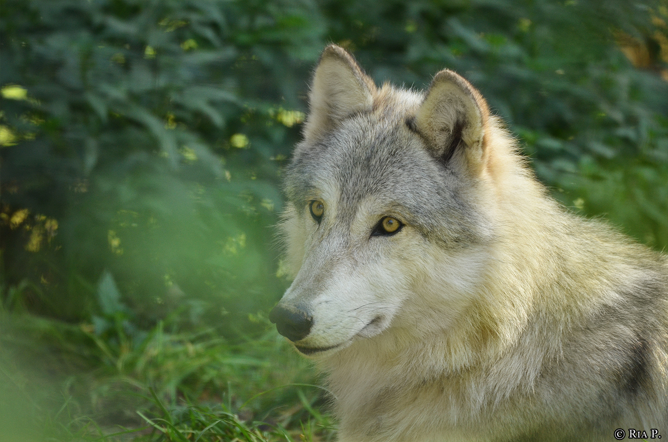 Dawnthieves - Galleries - Category: 2014 - Image ...